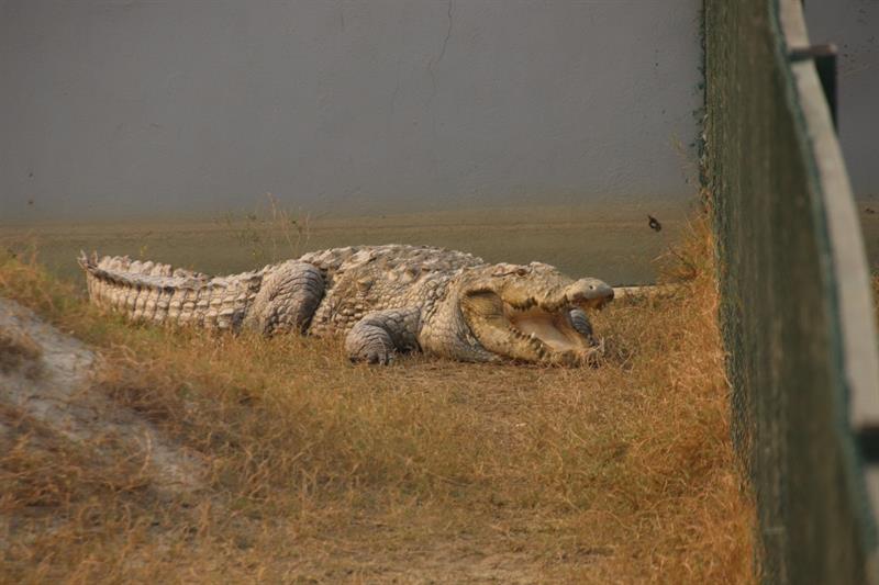 Gorakhpur Zoo