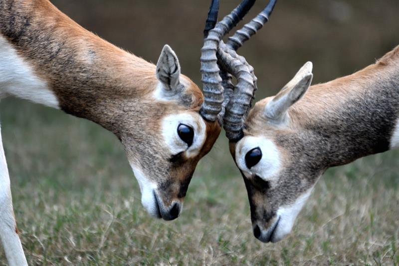 Gorakhpur Zoo