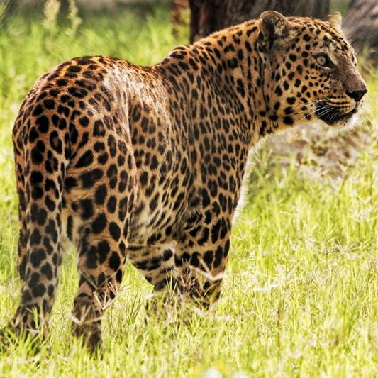 Gorakhpur Zoo