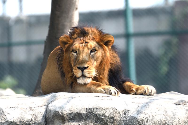 Gorakhpur Zoo