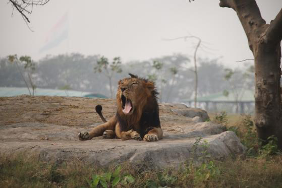 Gorakhpur Zoo